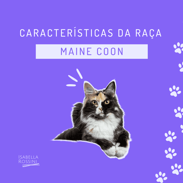 Flockr - Características da raça Maine Coon - Por Isabella Rossini ...